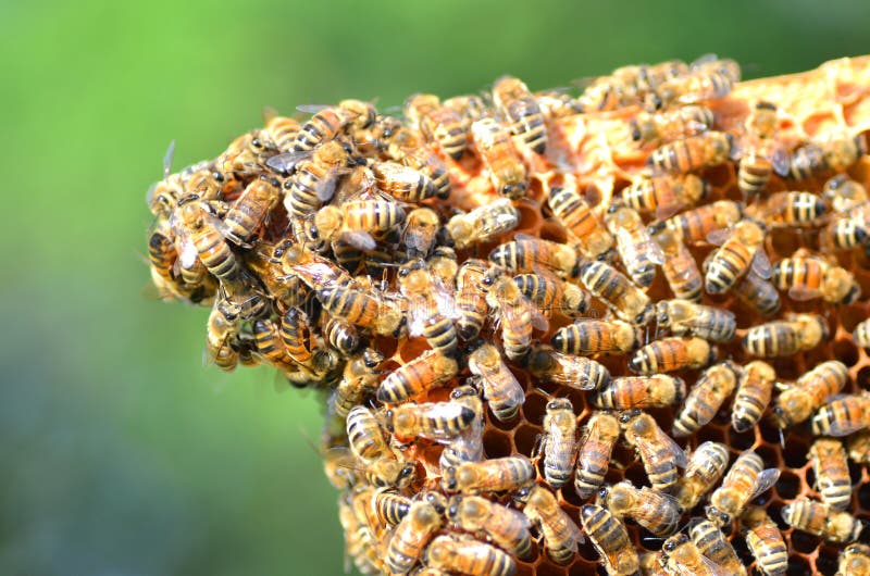 Hardworking Bees on Honeycomb Stock Photo - Image of brown, cell: 44227852