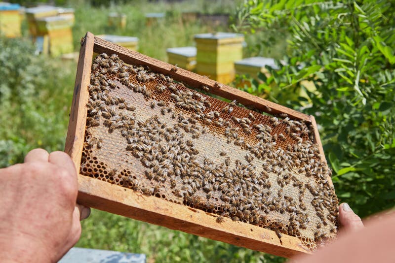 Hardworking Bees on Honeycombs in Apiary. Beekeeper Harvesting Honey ...