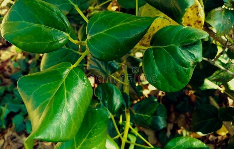 Hardy Bush Persian Ivy foto de archivo. Imagen de ambiental - 115360362