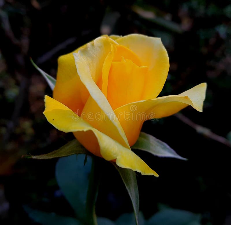 Tania Sheikh Flower Stock Photos - Free & Royalty-Free Stock Photos ...