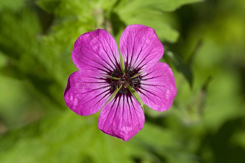 Hardy Purple Geranium stock image. Image of garden, macro - 3173743