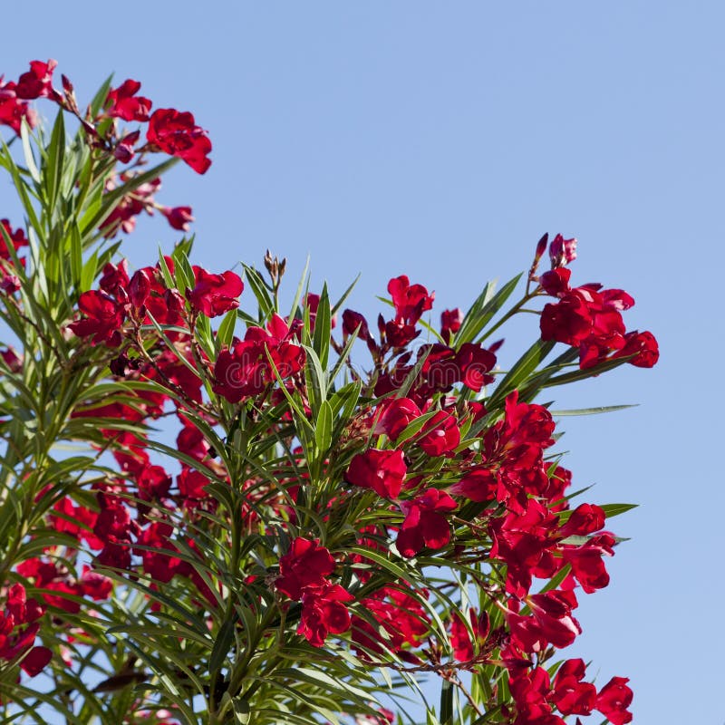 Arizona S Hardy Red Oleander Stock Photo - Image of nature, flora: 24890306