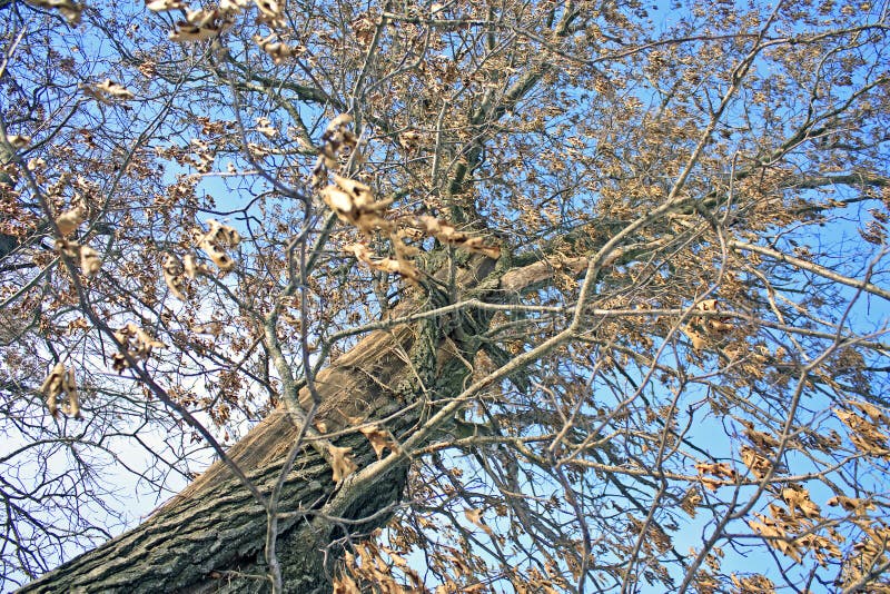 Hardy tree in winter stock photo. Image of segment, eagle - 12567914