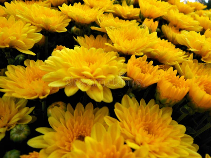 Group of Yellow Mums stock photo. Image of yellow, season - 232355026