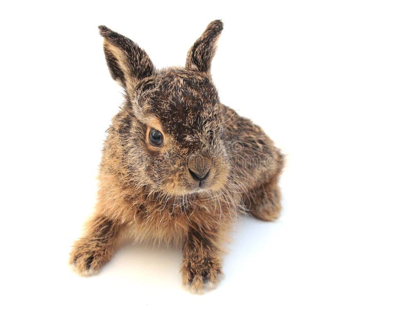 Hare_1 stock illustration. Illustration of feed, hare - 8858754