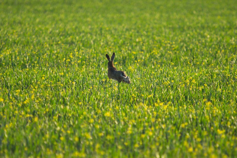 Hare stock photo. Image of hare, speed, refuge, race - 19769830