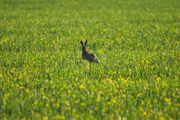 Hare stock photo. Image of hare, speed, refuge, race - 19769830