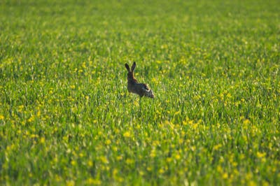Hare stock photo. Image of hare, speed, refuge, race - 19769830