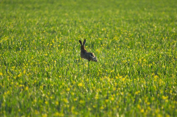 Hare stock photo. Image of hare, speed, refuge, race - 19769830