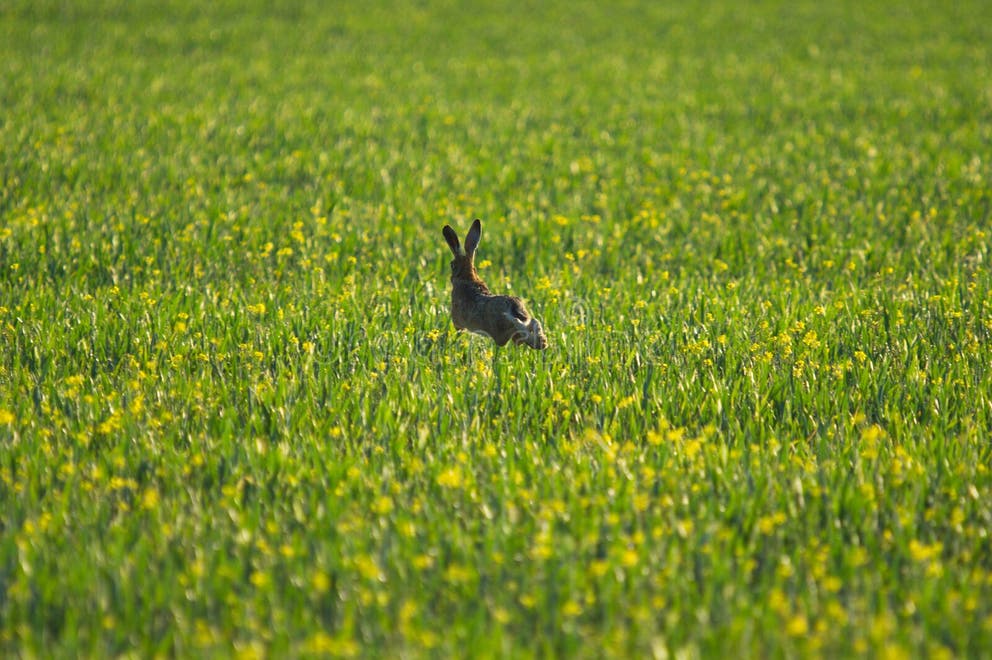 Hare stock photo. Image of hare, speed, refuge, race - 19769830