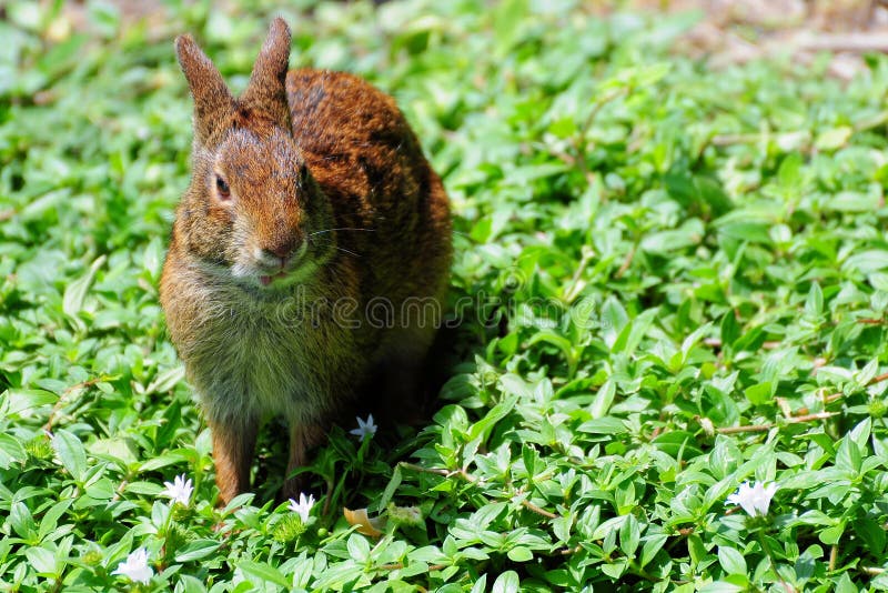 Hare stock photo. Image of mammal, wetlands, grass, hares - 21354548