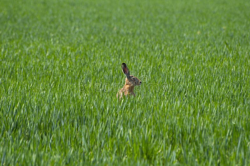 Hare stock image. Image of looking, rodent, mammal, watching - 2344265