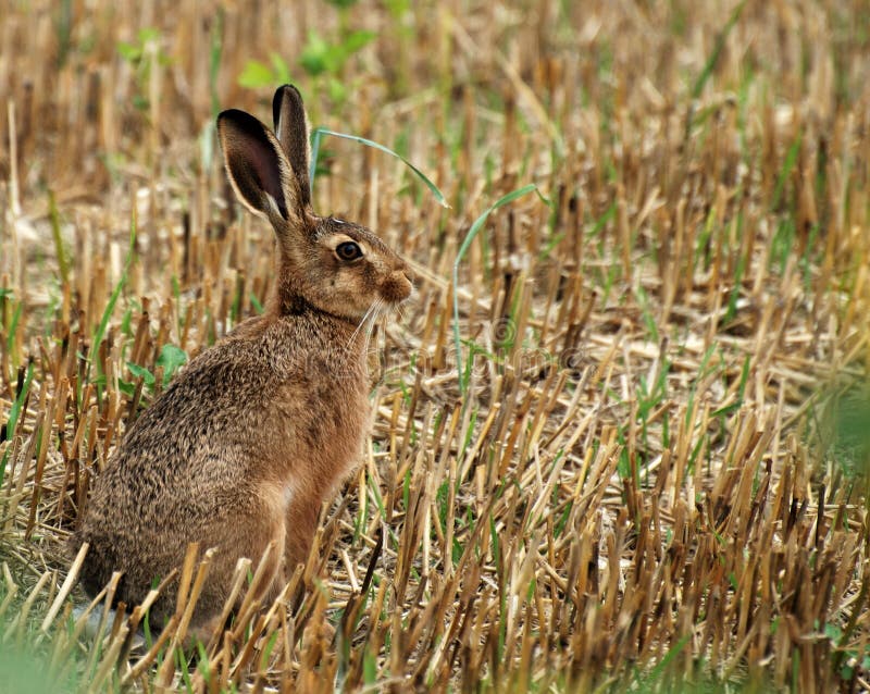 Hare stock image. Image of looking, rodent, mammal, watching - 2344265