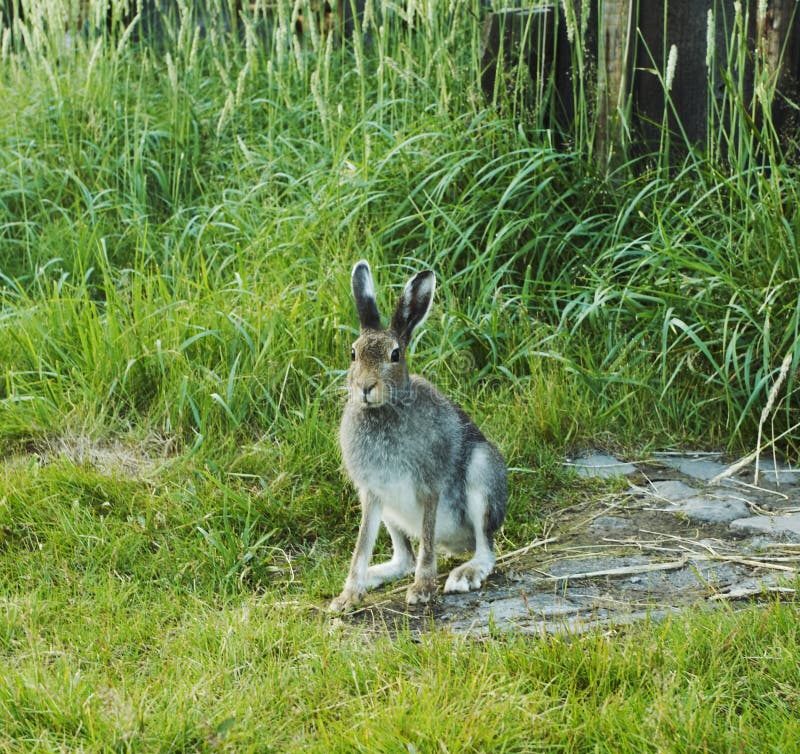 Hare stock image. Image of wildness, bunny, wild, playful - 2957583