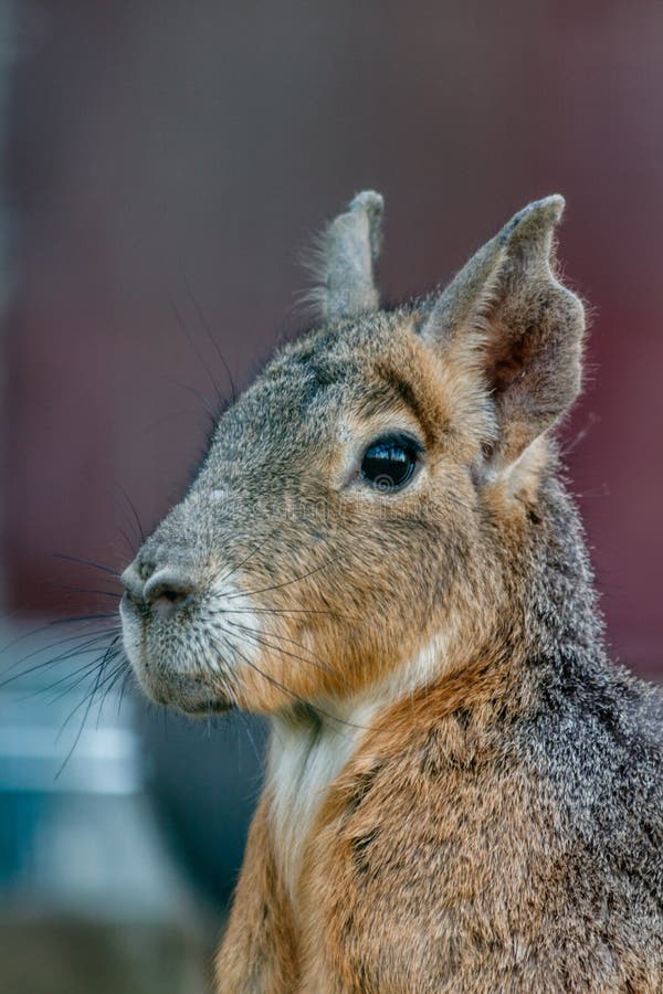 Hare Beautiful Walking on the Background Stock Image - Image of basket ...