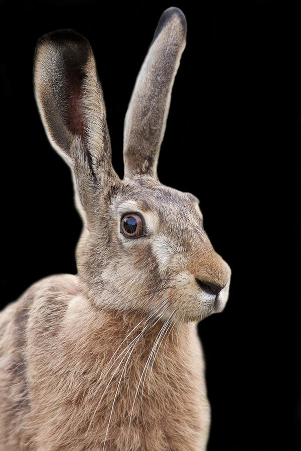 Hare on a black background stock image. Image of background - 106377373