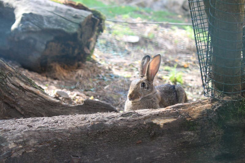 Hare stock photo. Image of bough, hare, bark, trees, stone - 77309548