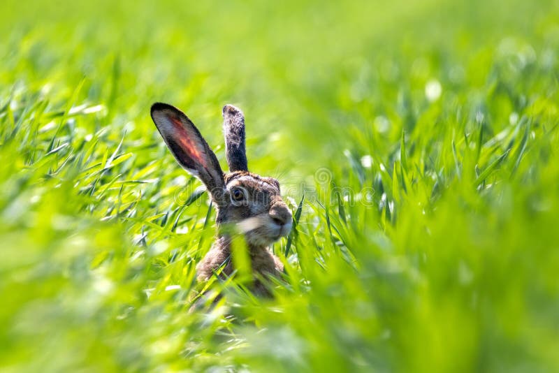Hare, Brown Hare in Field 1 Stock Photo - Image of looking, environment ...