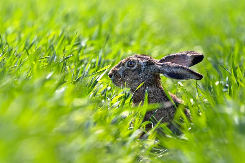Hare, Brown Hare in Field 3 Stock Photo - Image of wild, nature: 171890056