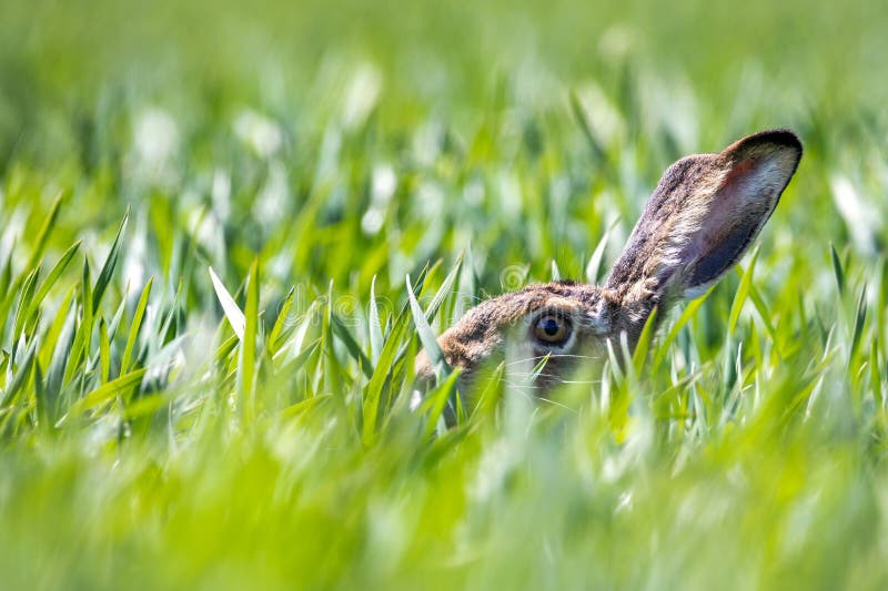 Hare, Brown Hare in Field 5 Stock Image - Image of outdoors, outdoor ...