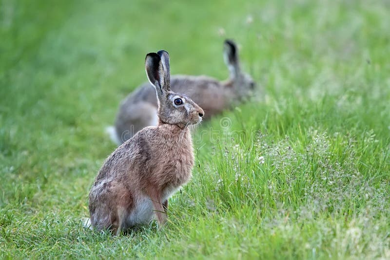 Grey Hare in California stock photo. Image of californicus - 109563190