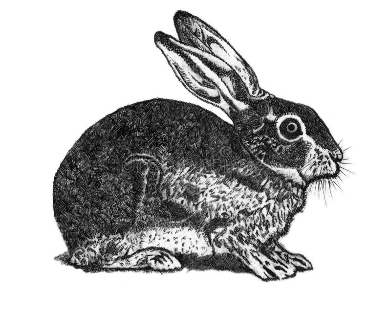 2,320 Hare Drawing Stock Photos - Free & Royalty-Free Stock Photos from ...