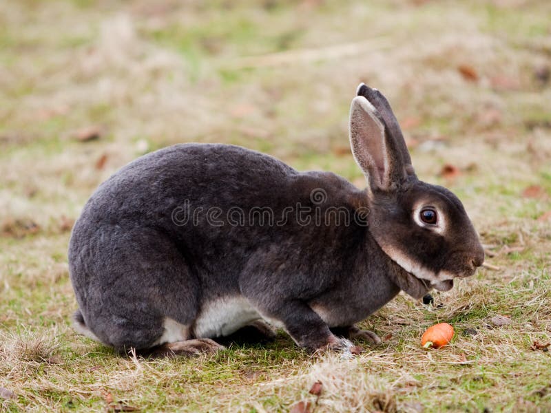 Rabbits eating carrot stock photo. Image of mammal, background - 39254184