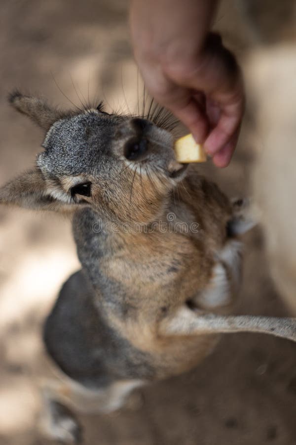 Hare eating from human stock image. Image of animal - 193659189