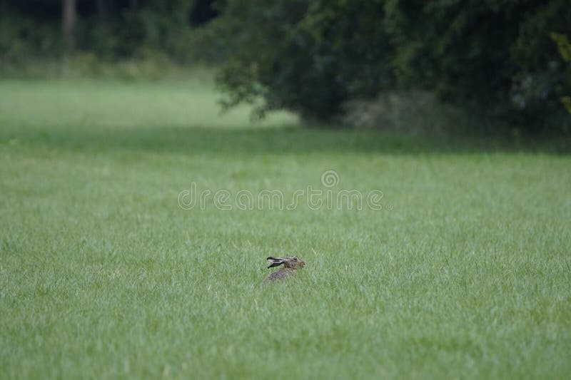 244 Scared Hare Stock Photos - Free & Royalty-Free Stock Photos from ...
