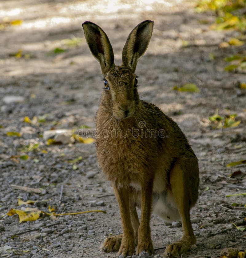 Hare in Springtime in the Dorset Countryside. Stock Image - Image of ...