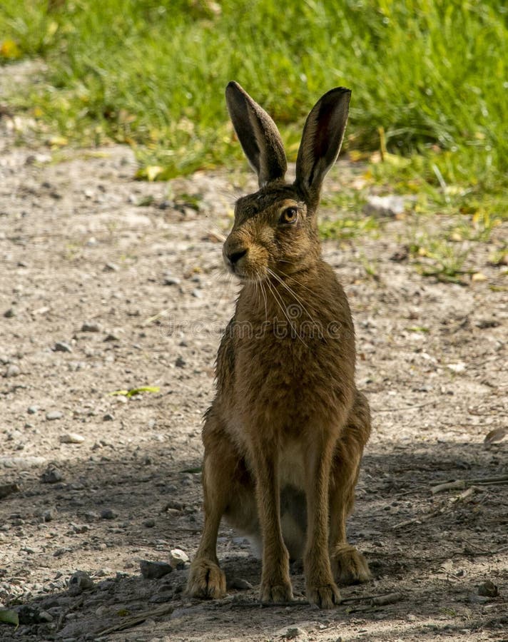 Hare in Springtime in the Dorset Countryside. Stock Image - Image of ...