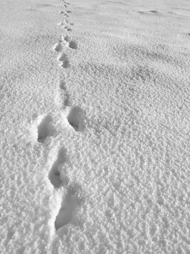 279 Rabbit Footprints Stock Photos - Free & Royalty-Free Stock Photos ...