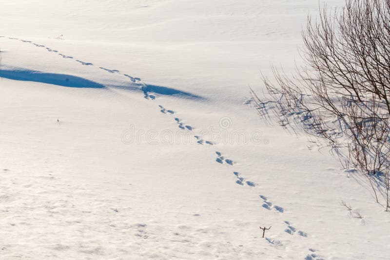 Hare Footprints on White Snow. Animal Tracks in the Snow Stock Image ...