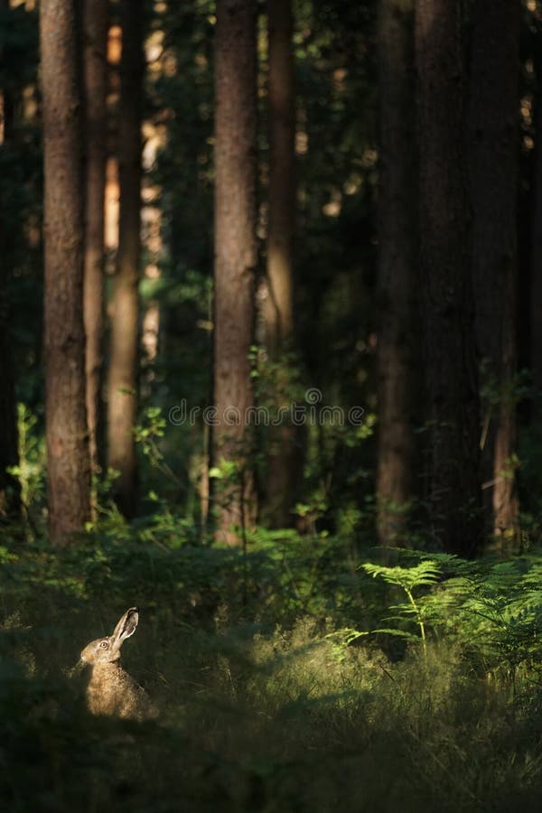 Hare in the forest stock photo. Image of branch, beautiful - 334913012