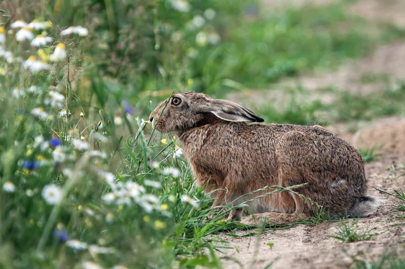 Hare in the grass stock photo. Image of hare, clearing - 37528154