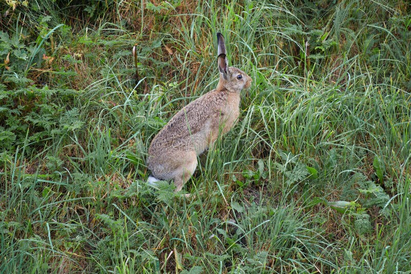 Hare in the grass stock image. Image of wild, grass - 164098613