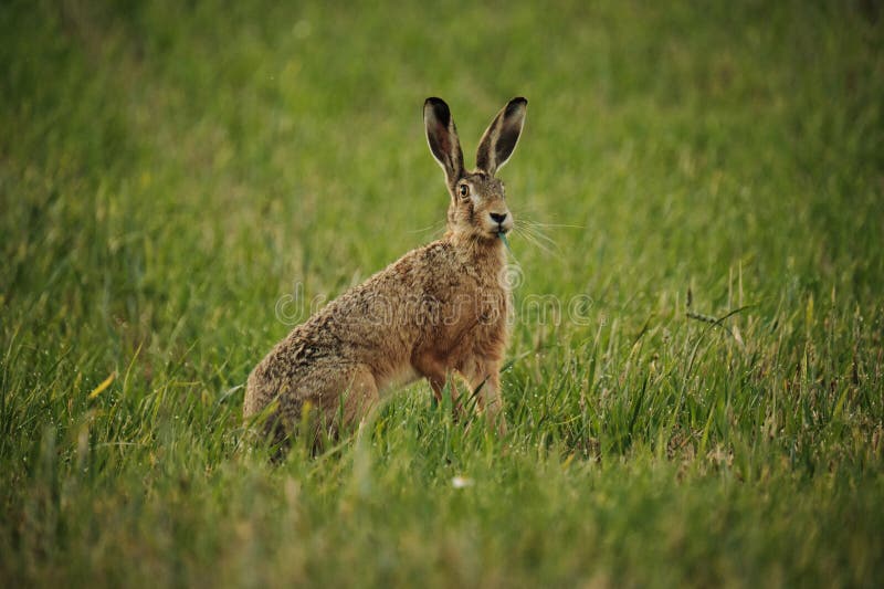 Hare stock photo. Image of mouth, field, grass, hare - 285512910