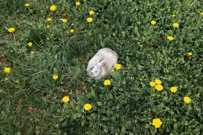 Hare in the Green Field, the Grey Hare in Wild Habitat on Green ...