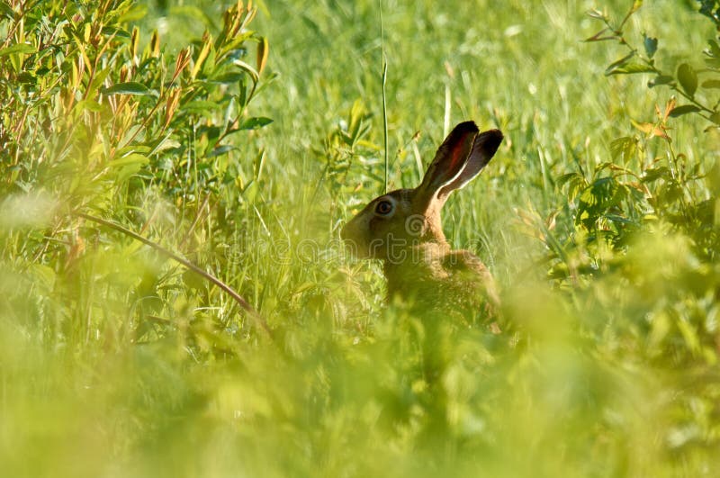 Hare on a Green Field in Morning Stock Image - Image of fauna, field ...