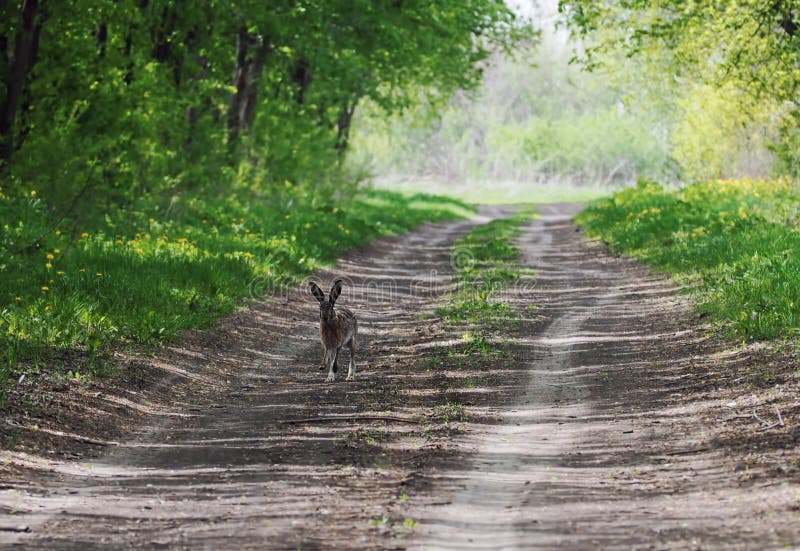 Hare at green forest stock image. Image of hunting, hares - 105361183