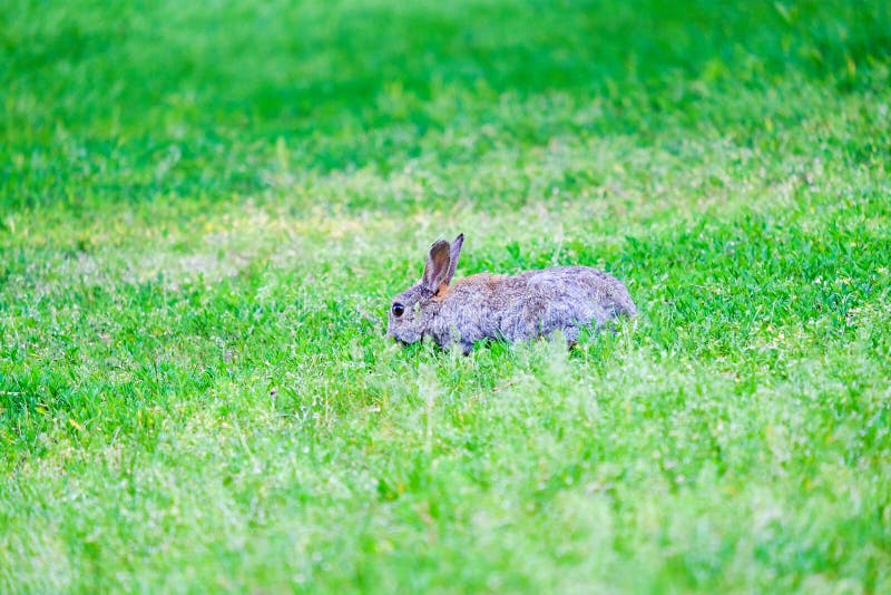 Hare in Green Grass in the Forest Stock Image - Image of green ...