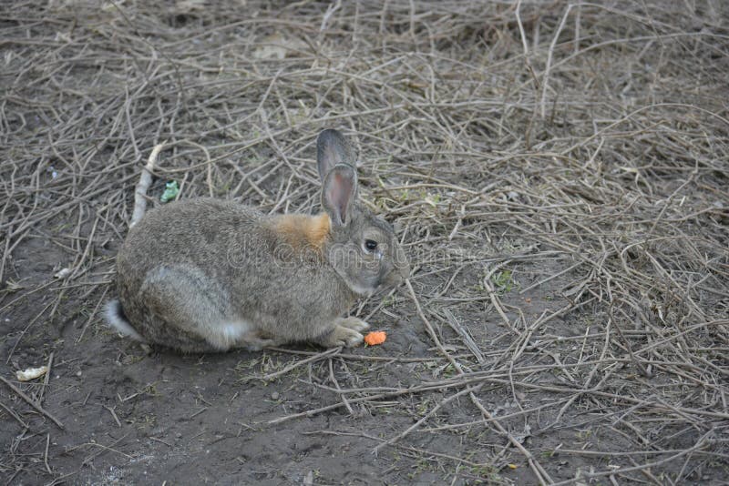 Hare stock image. Image of rodent, hare, animal, eating - 53882939