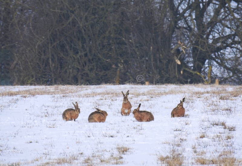 Hare Group in a Snow Dusted Meadow in Spring Stock Photo - Image of ...