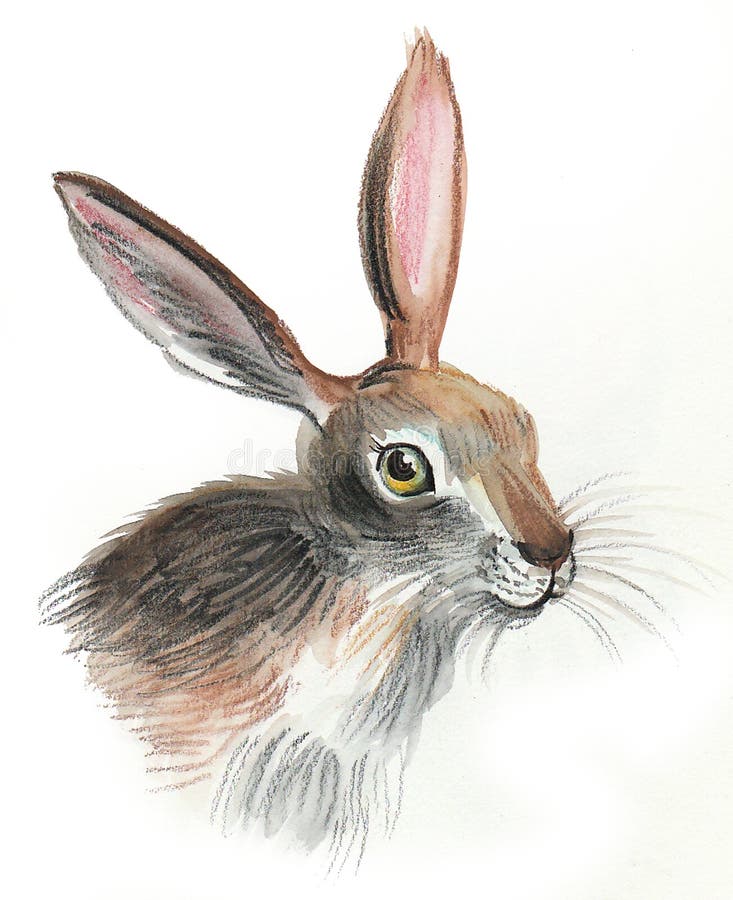 Hare head stock illustration. Illustration of fluffy - 140951966