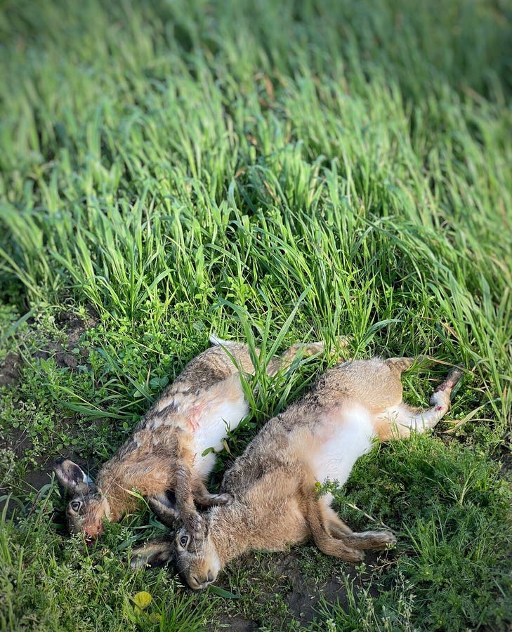 Hare hunting stock photo. Image of rabbit, hares, party - 295236040