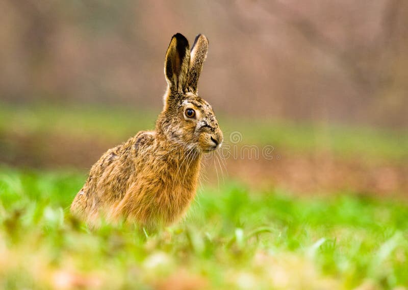 Hare stock photo. Image of garden, darling, shoot, like - 89534898