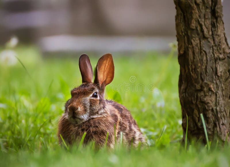 A Hare or Jackrabbit in a Midtown Toronto Cemetery Stock Photo - Image ...