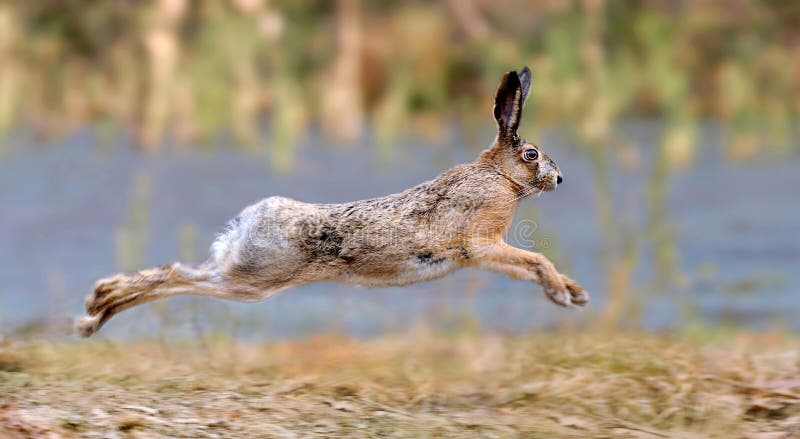 Hare stock photo. Image of light, animal, flower, hopping - 36768880