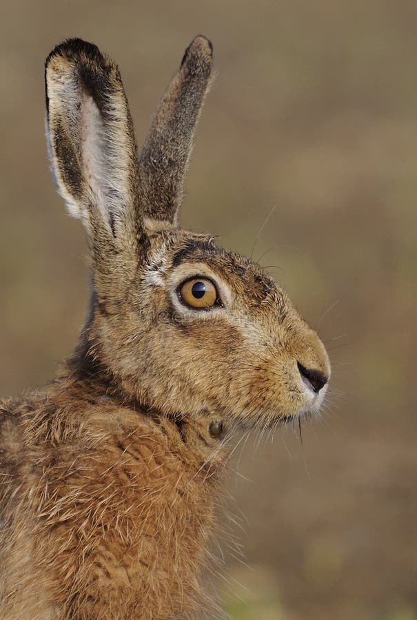 Hare ( Lepus europaeus ) stock image. Image of animal - 14479693