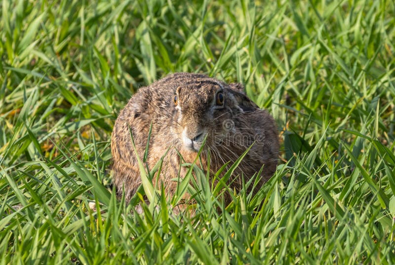 Hare on Open Ground in Oland Island, Sweden Stock Image - Image of ...